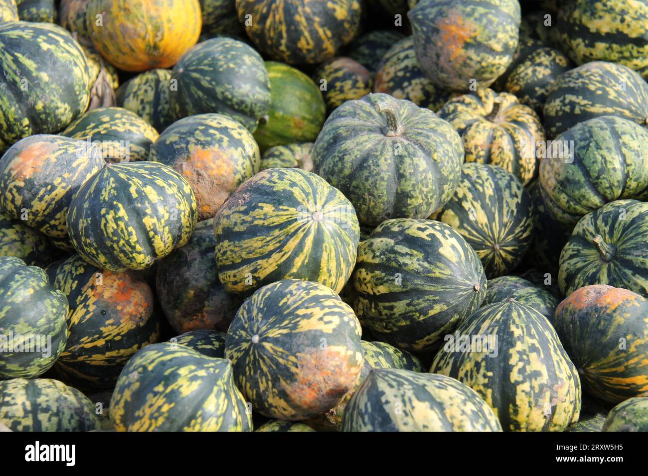 A Display of Freshly Harvested Harlequin Pumpkin Fruits Stock Photo - Alamy