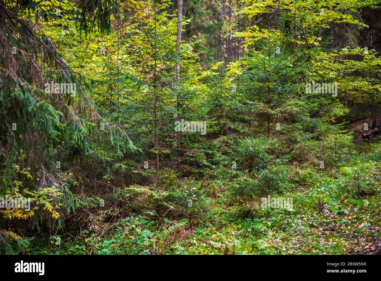 Autumn forest, wild dense pine forest shrubs moss atmospheric fairy ...