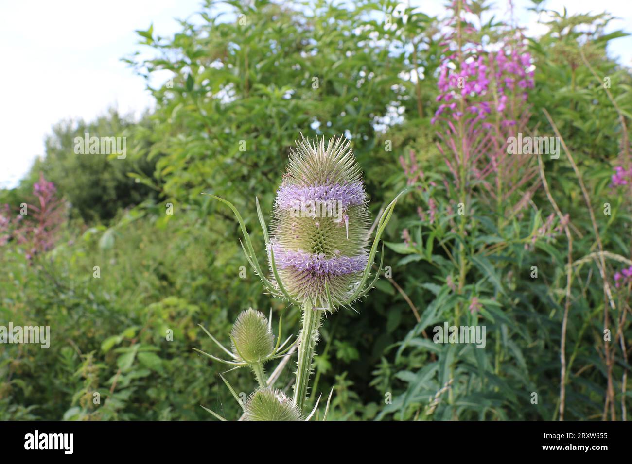 Fummer teasel hi-res stock photography and images - Alamy