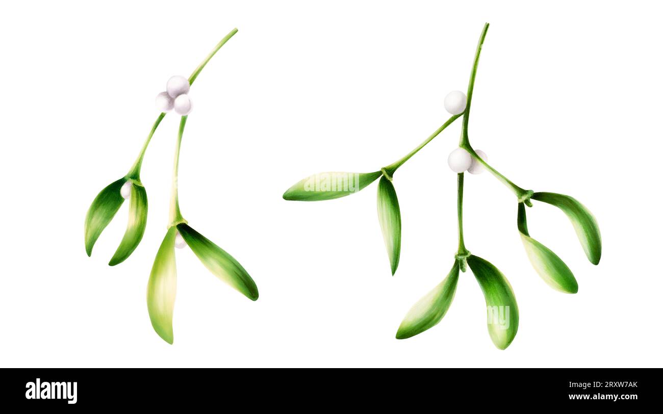 Watercolor set of christmas green mistletoes. New year botanical ...