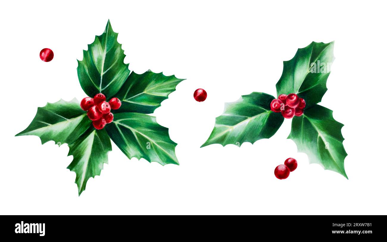 Watercolor set of christmas holly berry. New year botanical december ...
