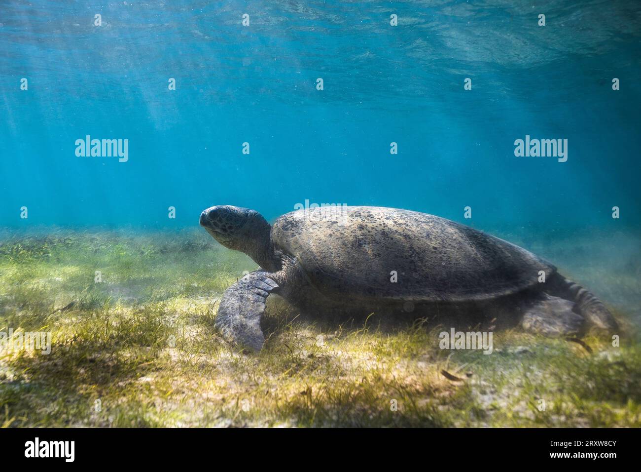 A large Green sea turtle underwater on the sea grass bed looking up ...