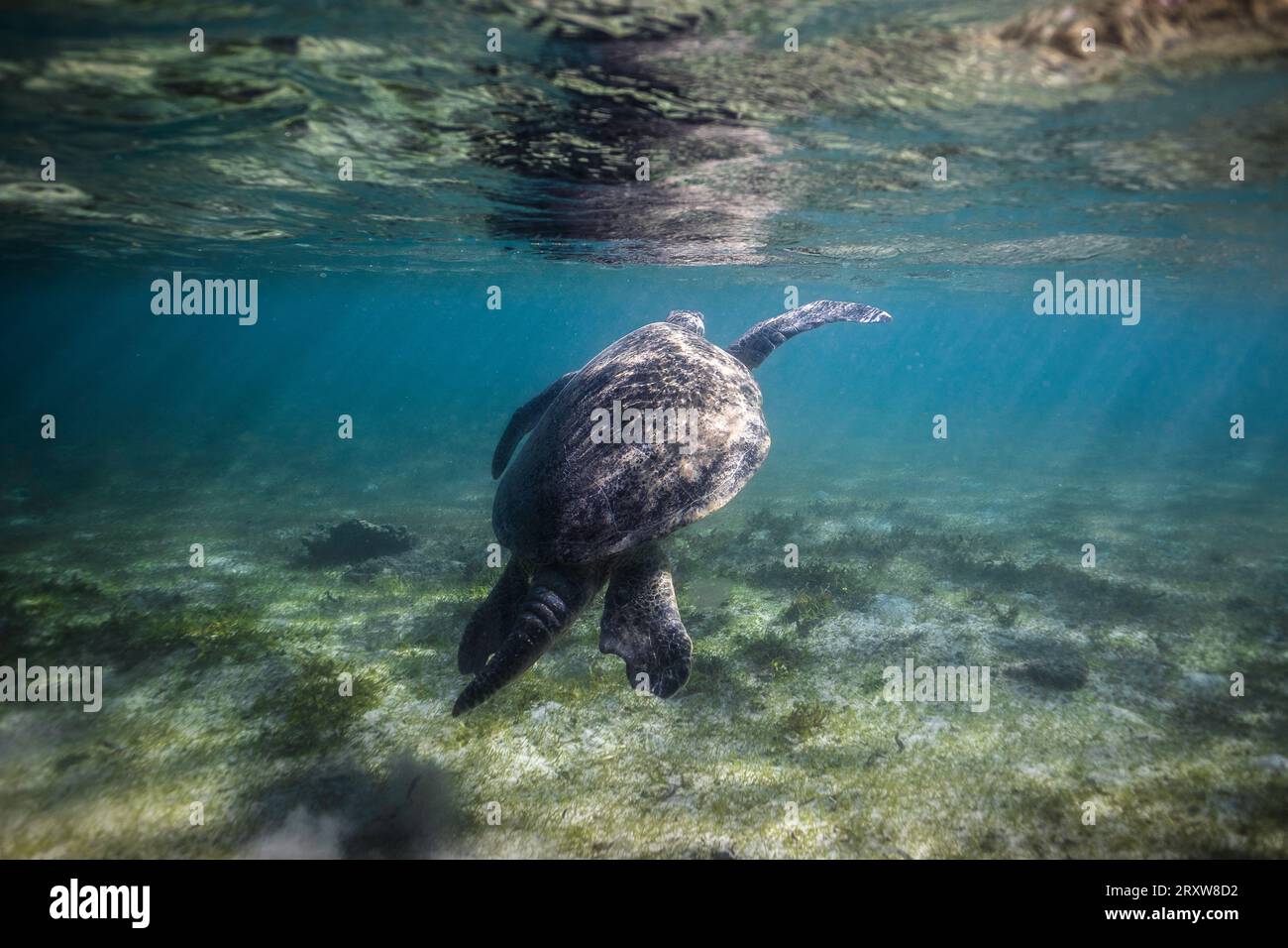 A large Green sea turtle underwater swimming up to the water surface to ...