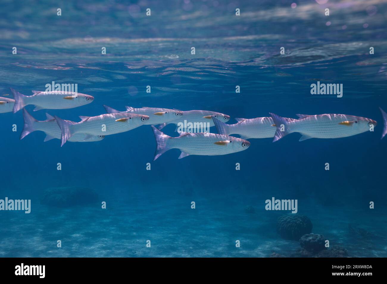 Mullet fish swimming hi-res stock photography and images - Alamy