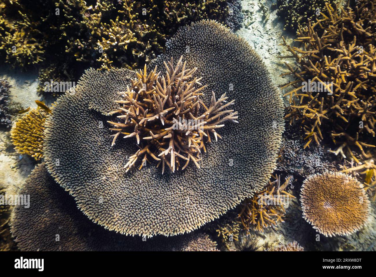 Reef shallow water hi-res stock photography and images - Alamy