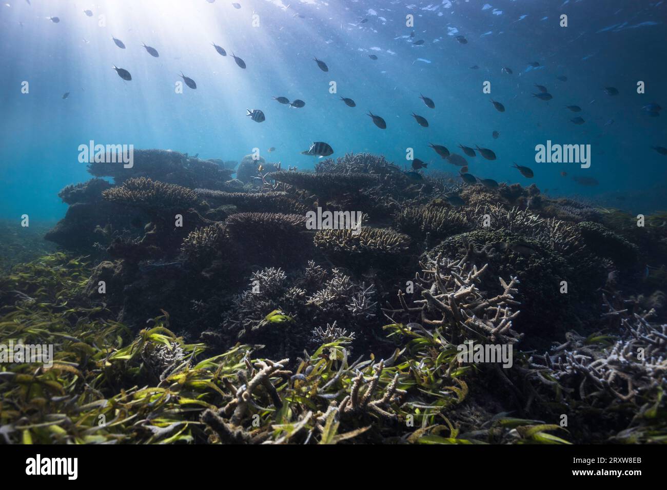 Tropical coral reef with a school of fish in shallow water with sun ...