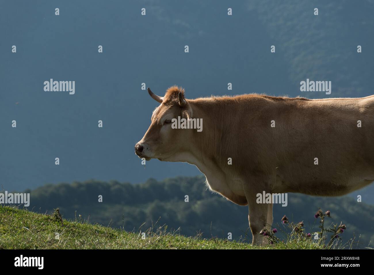 cow posing on the mountain Stock Photo - Alamy