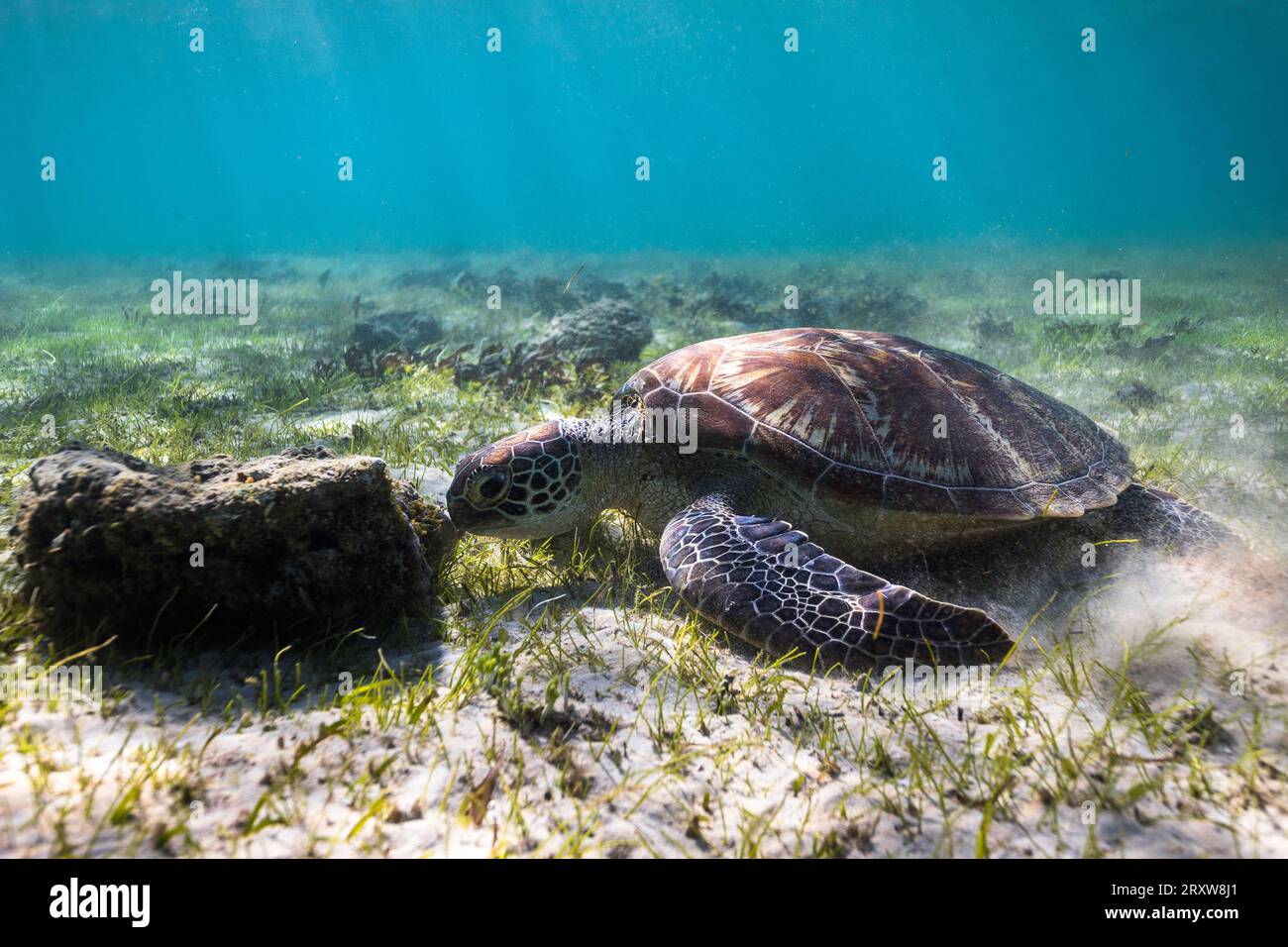 A Green sea turtle underwater grazing on the sea grass bed Stock Photo ...