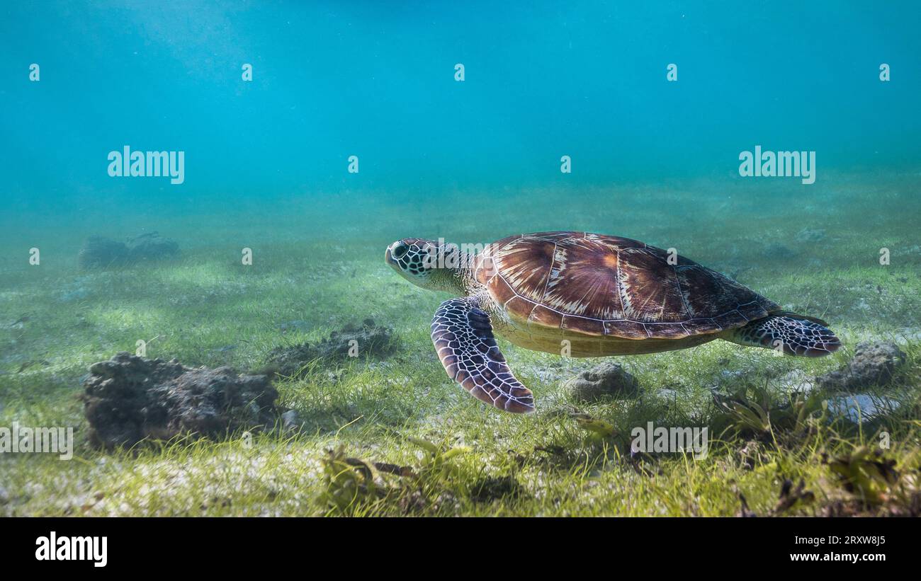 A Green sea turtle underwater swimming over the sea grass bed with ...