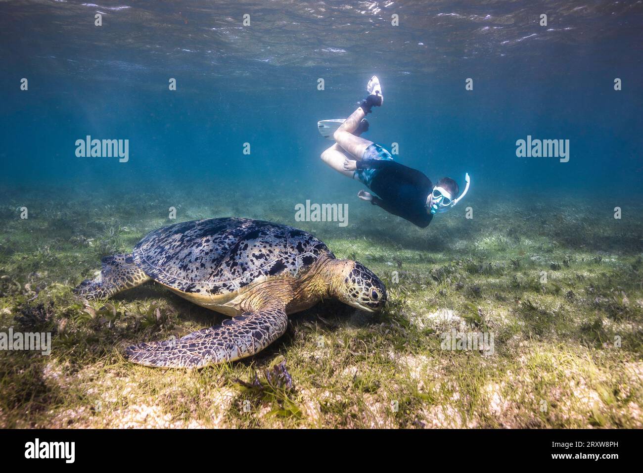 A large Green sea turtle underwater grazing on the sea grass bed with a ...