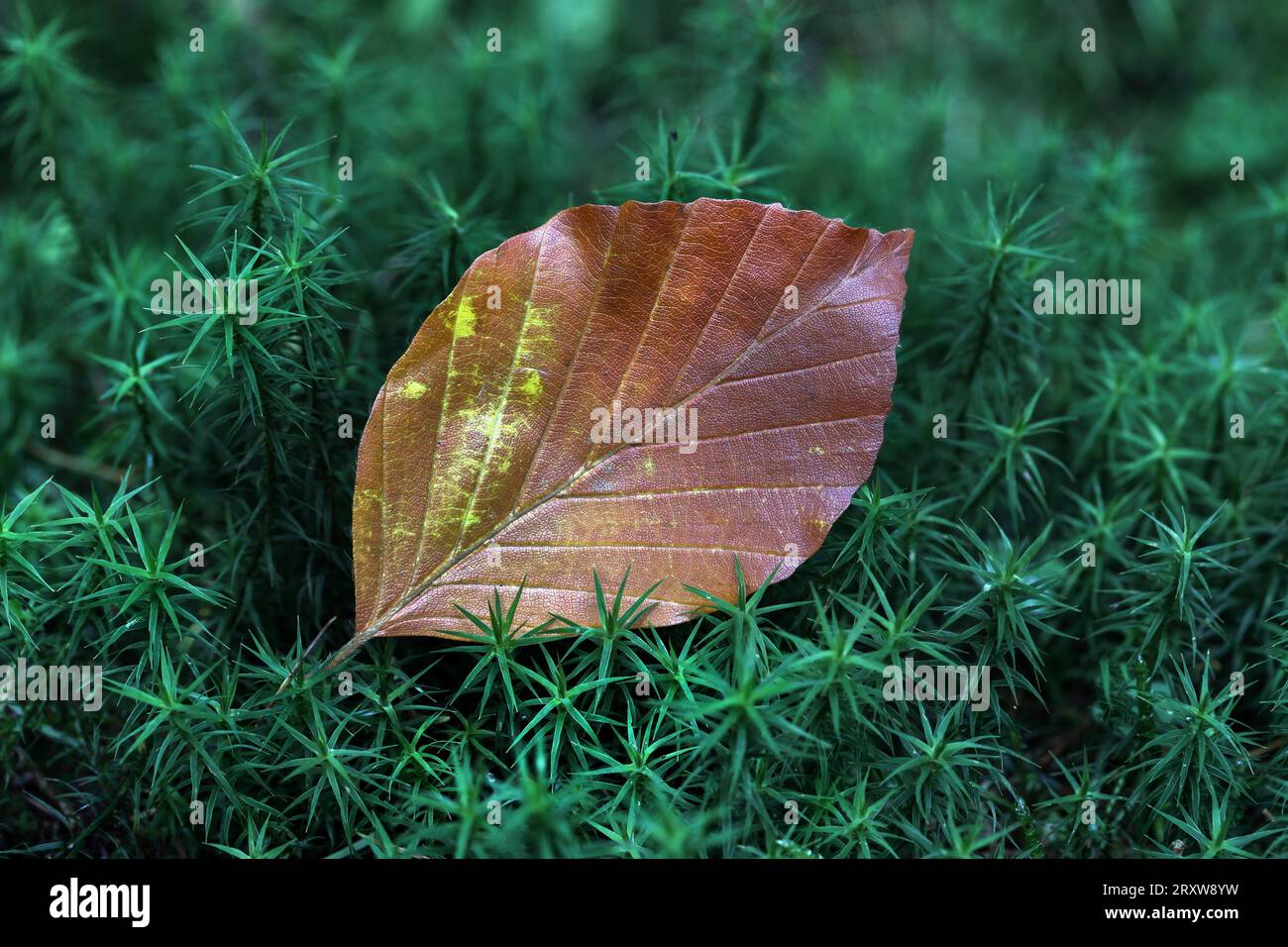 Beech Tree (Fagus sylvatica) Leaf Laying on Hair Moss in Early Autumn ...