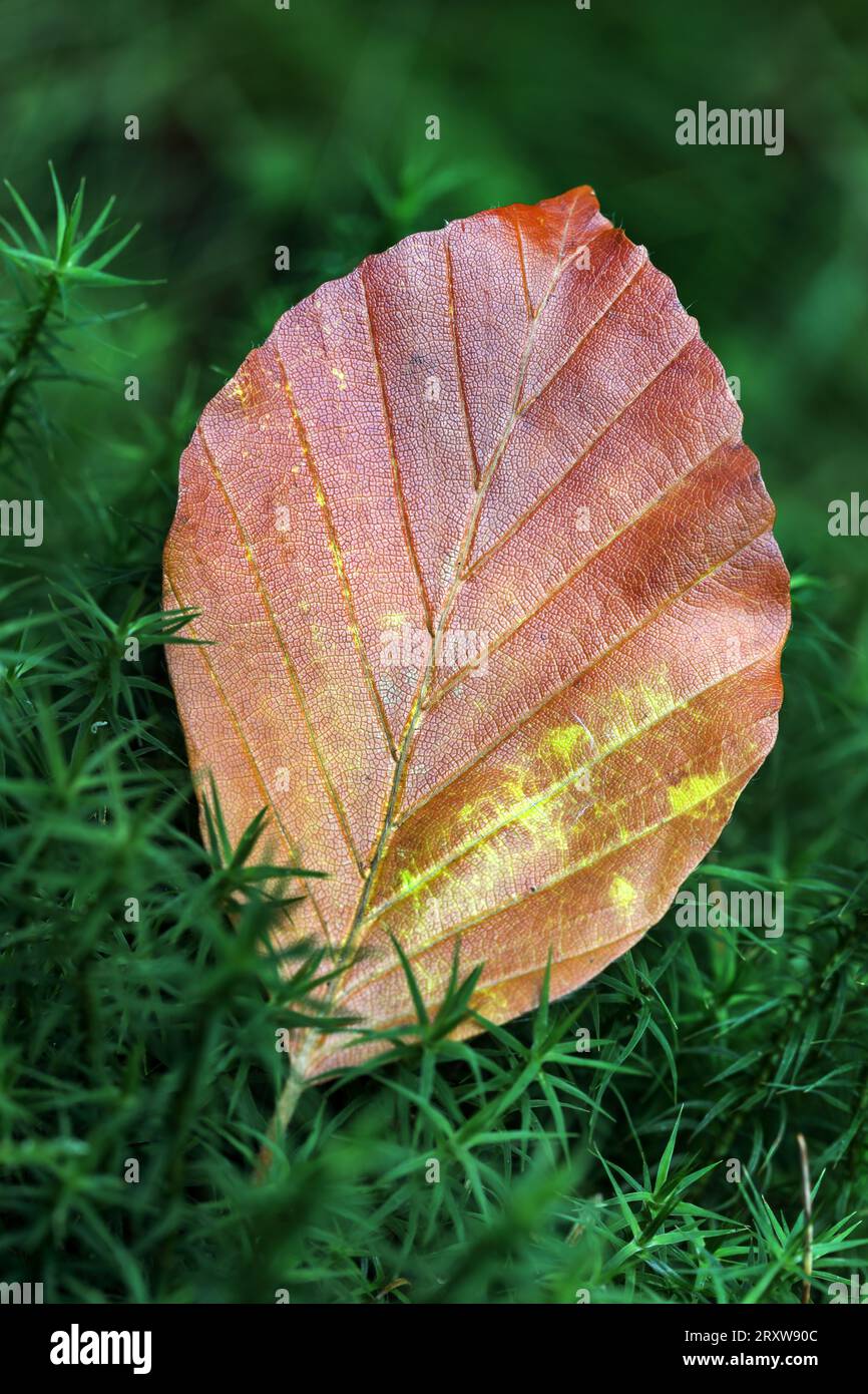 Beech Tree (Fagus sylvatica) Leaf Laying on Hair Moss in Early Autumn ...
