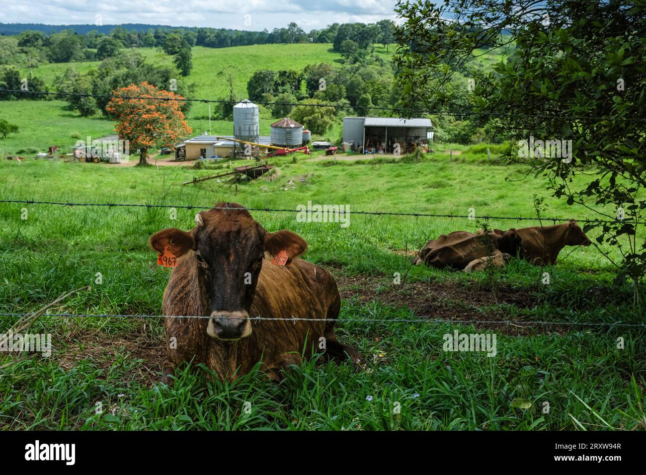 A cow at a farm in the Atherton Tablelands near Mungalli, Queensland ...