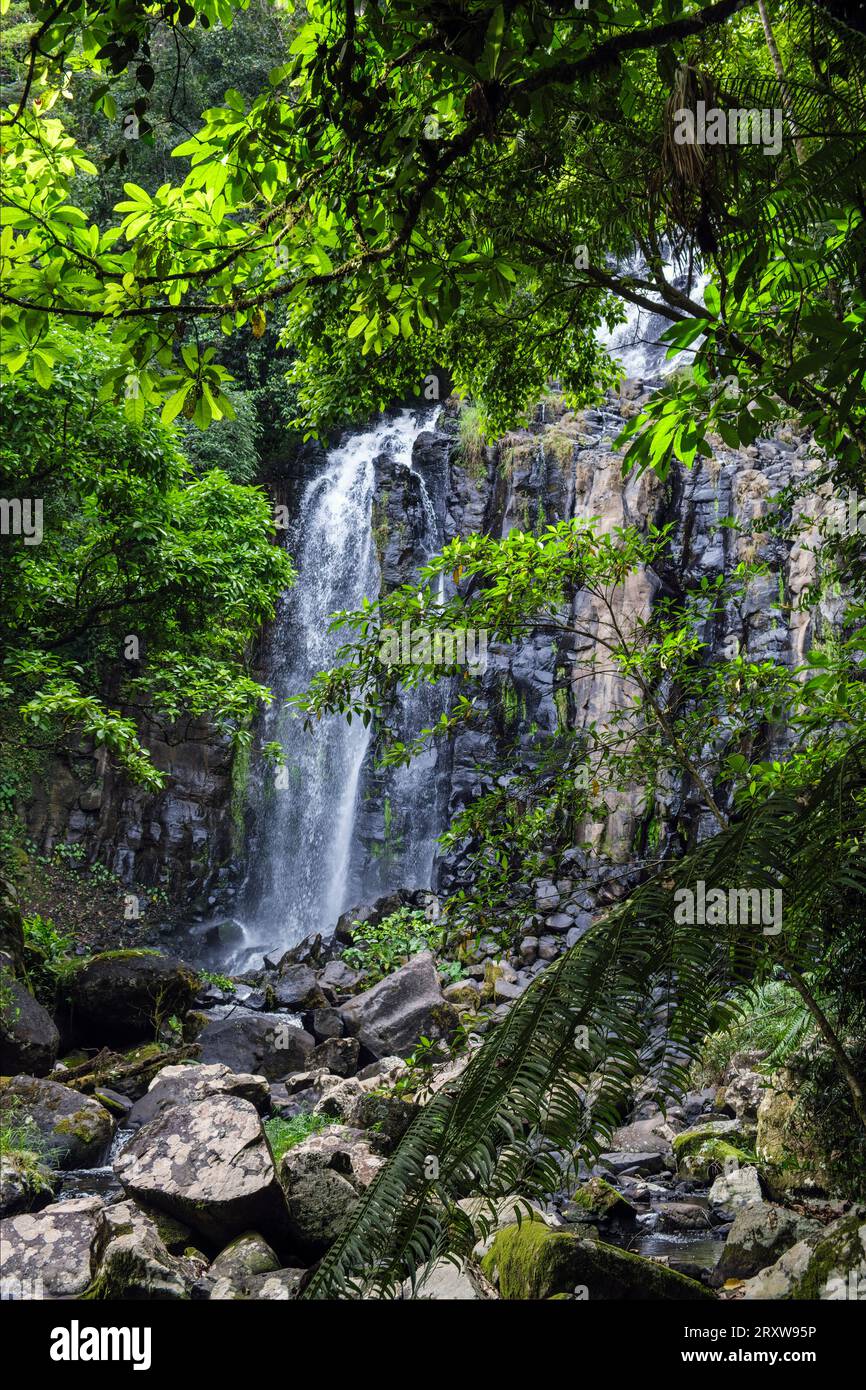 Mungalli Lower Falls, Atherton Tablelands, Queensland, Australia Stock ...