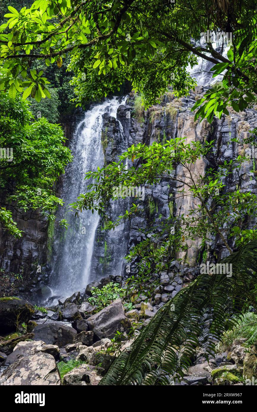 Mungalli Lower Falls, Atherton Tablelands, Queensland, Australia Stock ...