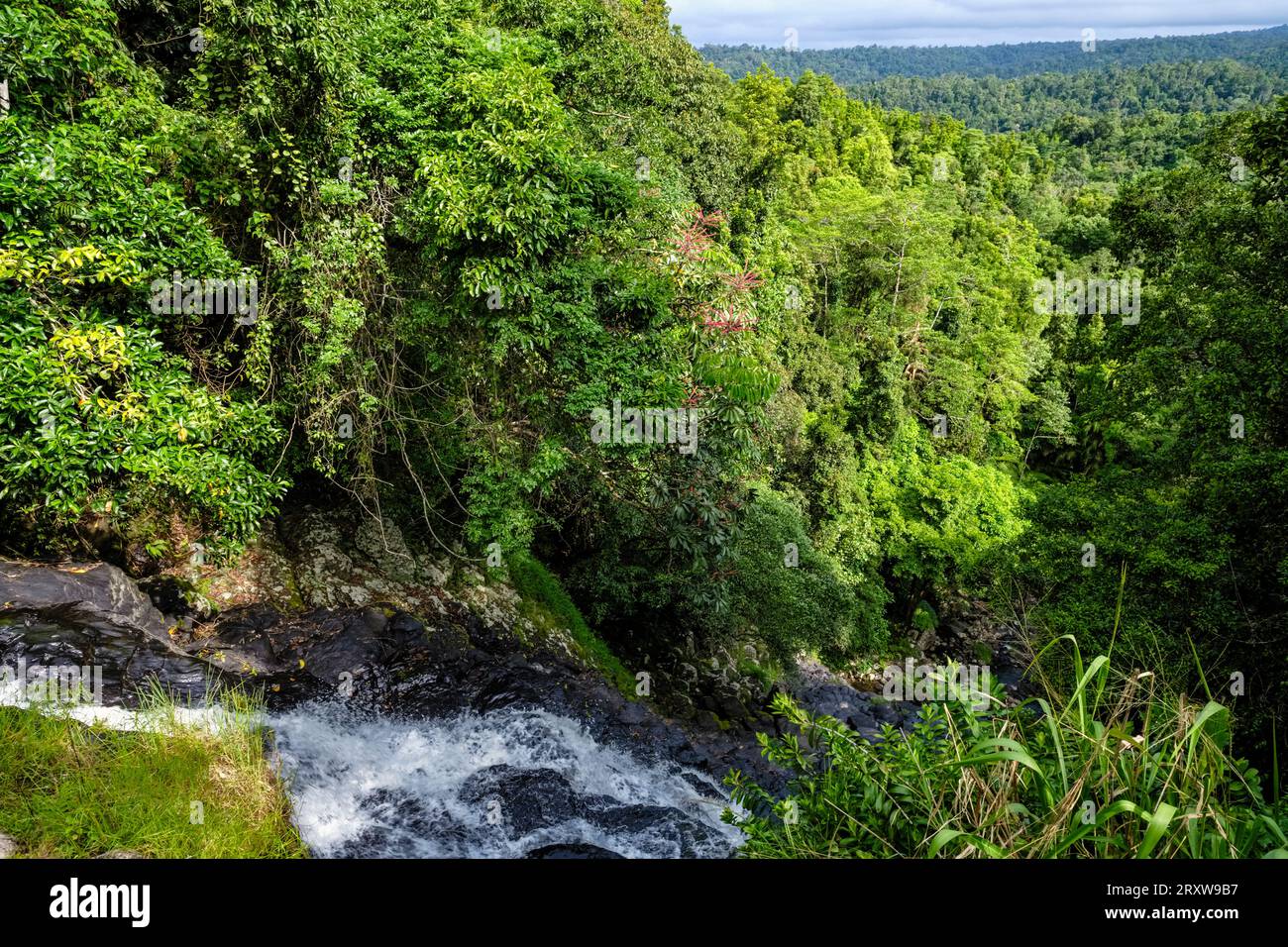 The rainforest at Mungalli from the top of the Mungalli Lower Falls ...