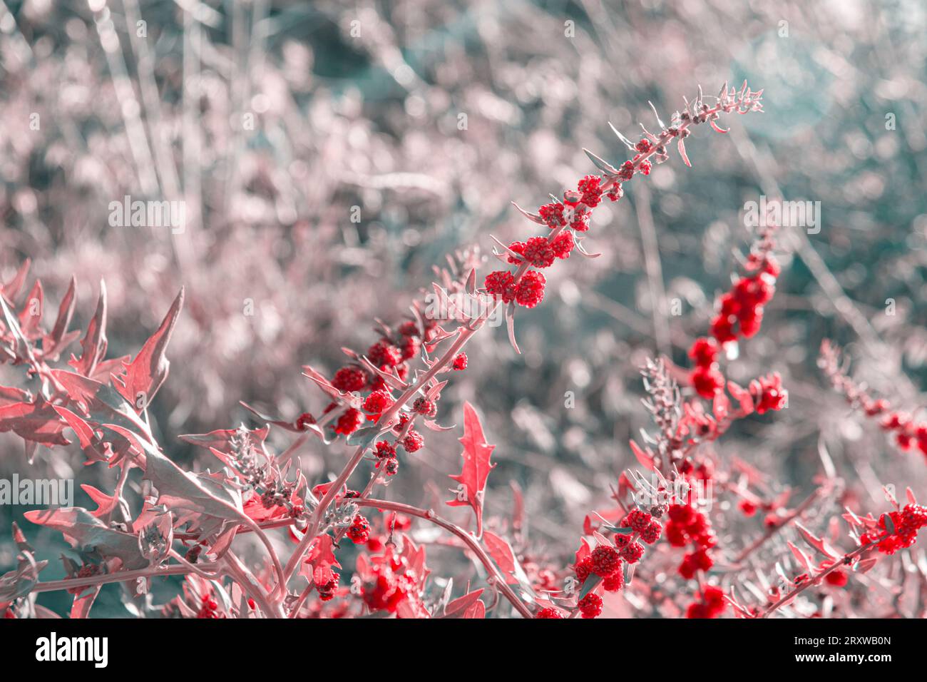 this photos are part of nature in iran,kerman,baft Stock Photo - Alamy