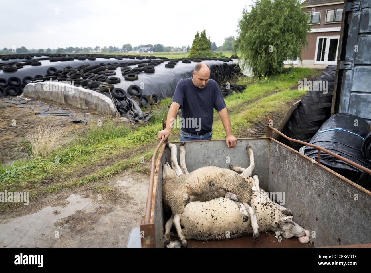 Bluetongue disease sheep hi-res stock photography and images - Alamy