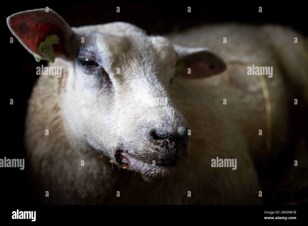NEDERHORST DEN BERG - A sheep infected with the bluetongue virus. The ...