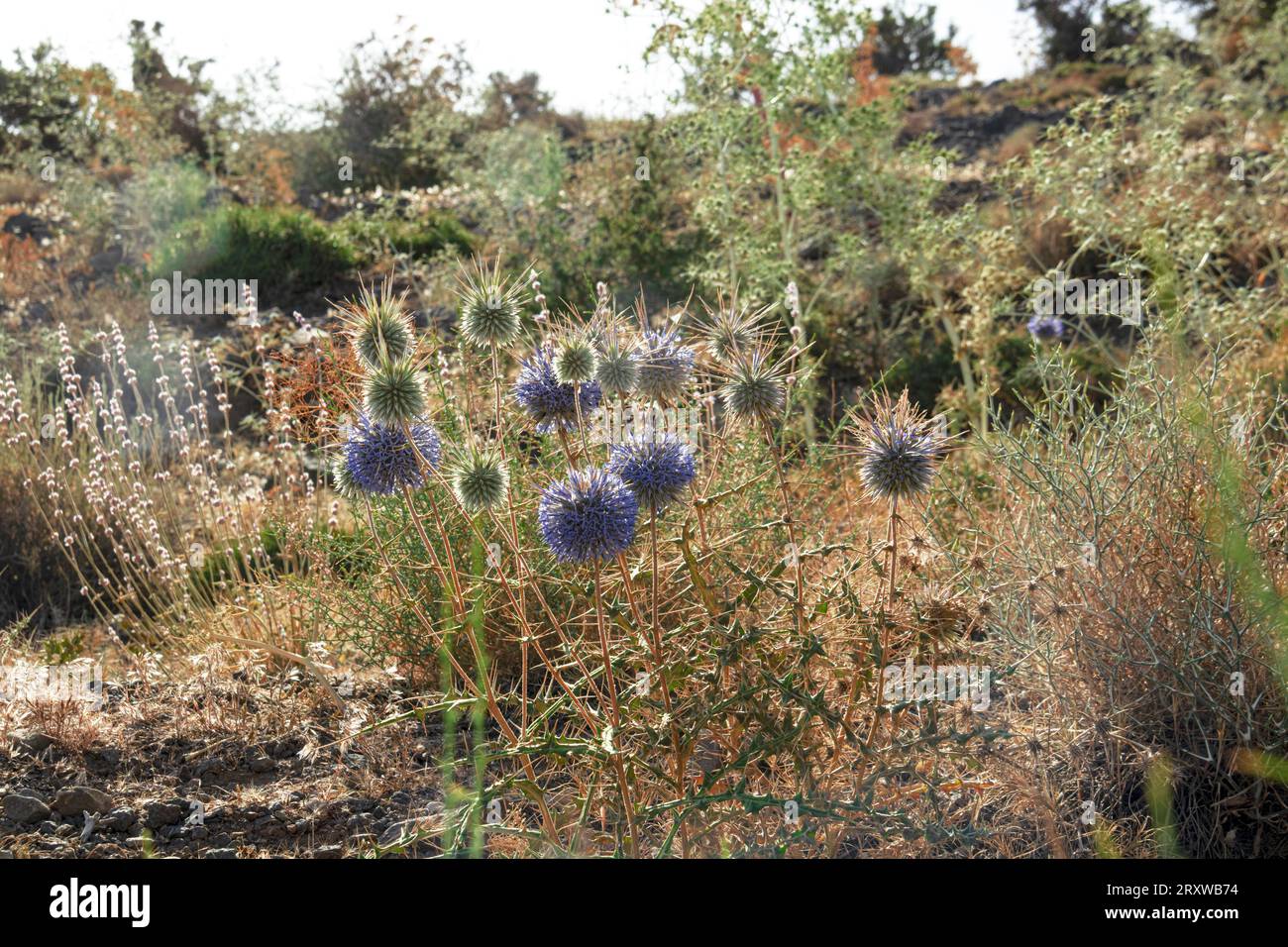 this photos are part of nature in iran,kerman,baft Stock Photo - Alamy