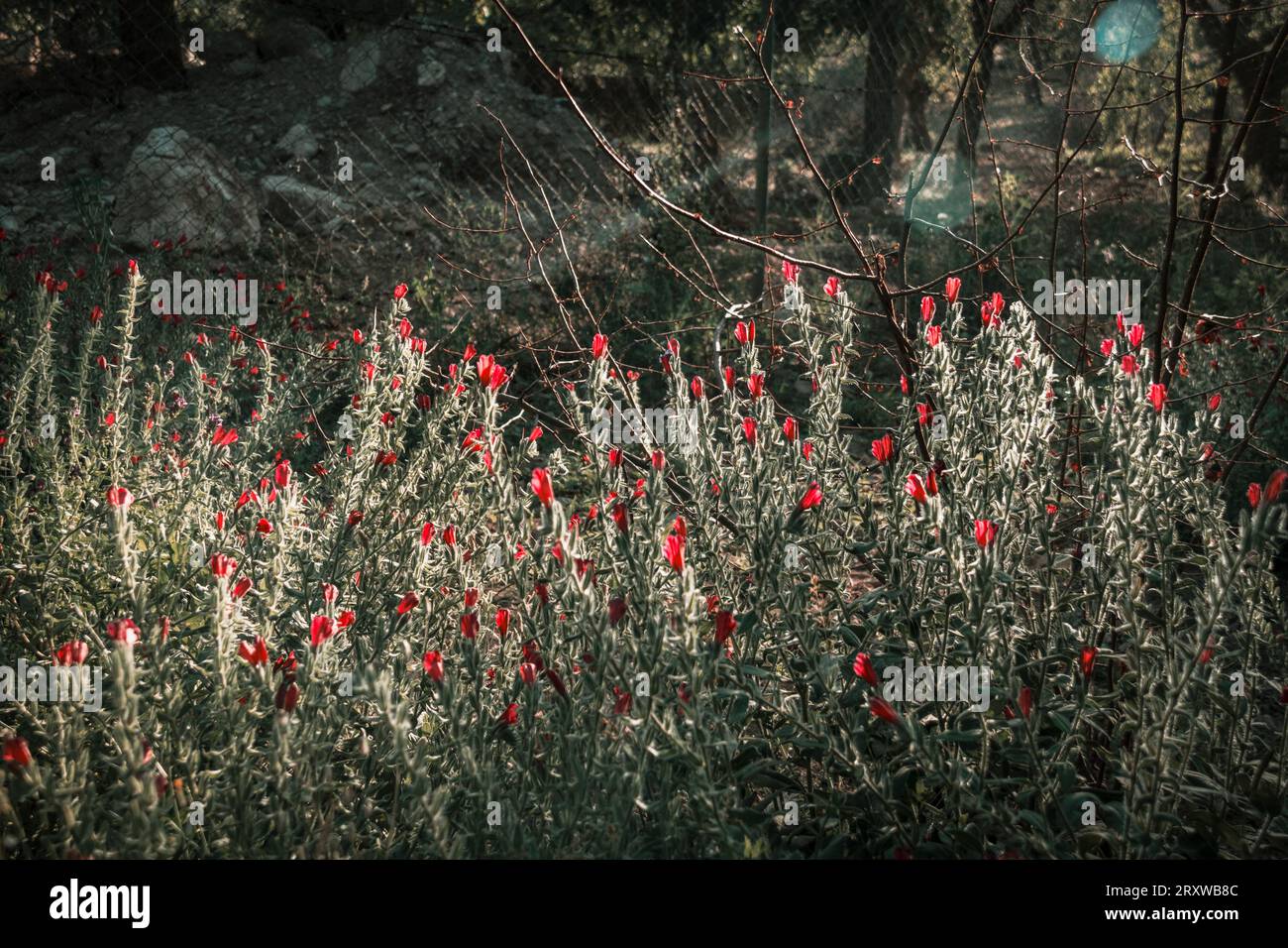 this photos are part of nature in iran,kerman,baft Stock Photo - Alamy