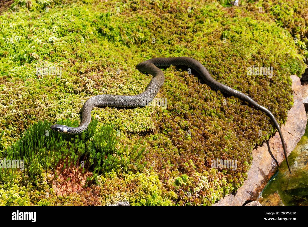 Grass snake on a green moss in the forest. Natural background Stock ...