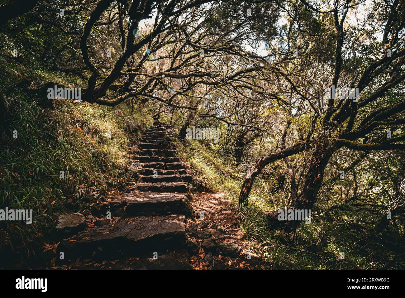Scenic view of trees and branches overhanging the ancient stone steps ...
