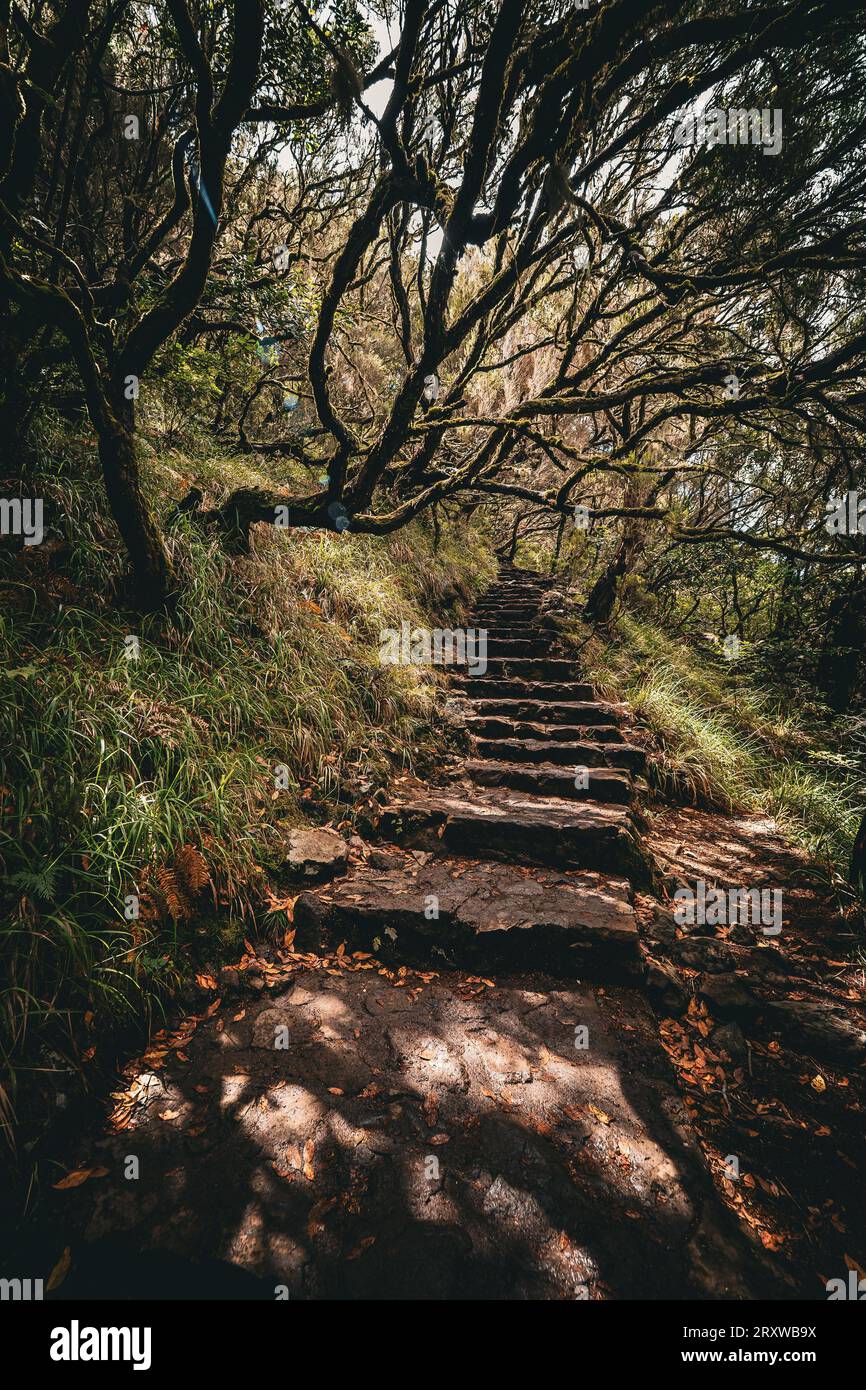Scenic view of trees and branches overhanging the ancient stone steps ...