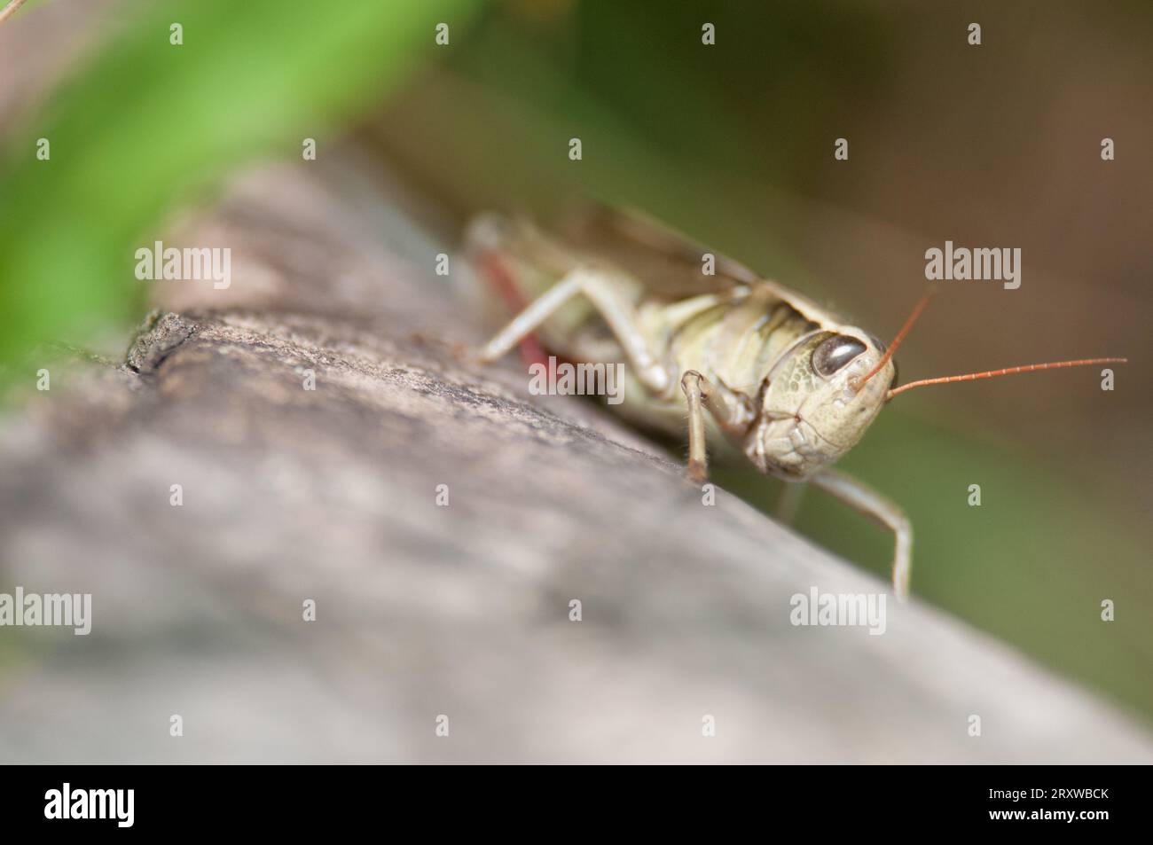 Grasshopper close-up clinging to a tree trunk Stock Photo - Alamy