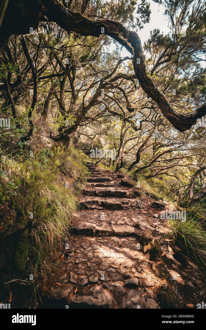 Scenic view of trees and branches overhanging the ancient stone steps ...