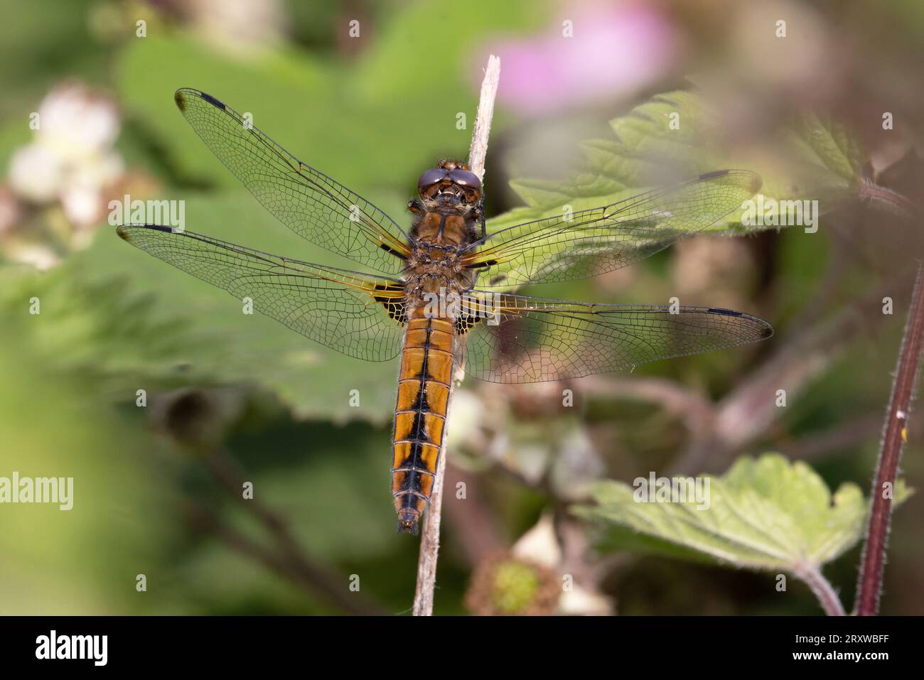 Scarce Chaser (Libellula fulva) female Norfolk July 2023 Stock Photo ...