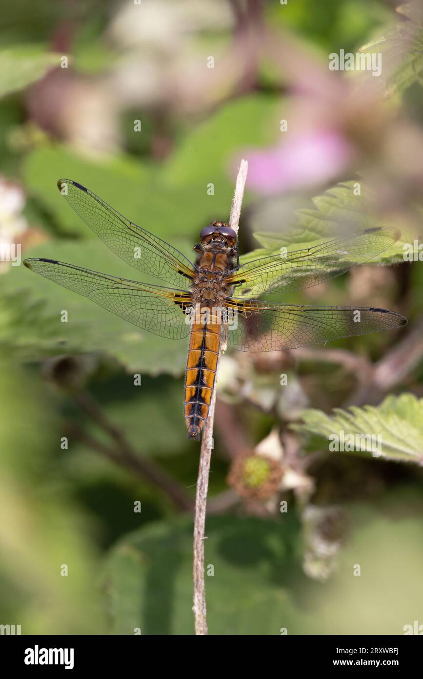 Scarce Chaser (Libellula fulva) female Norfolk July 2023 Stock Photo ...