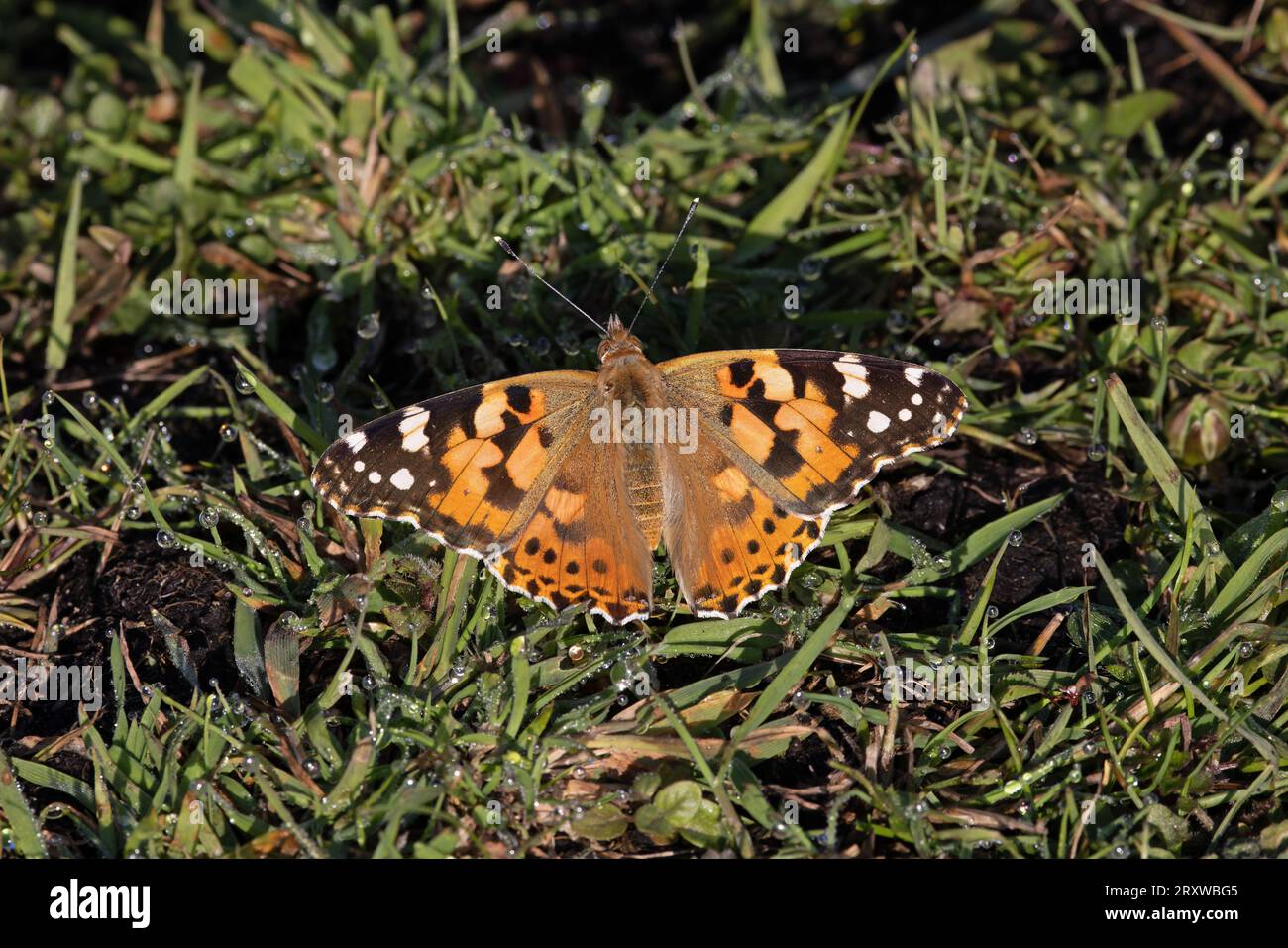Painted ladies britain hi-res stock photography and images - Alamy