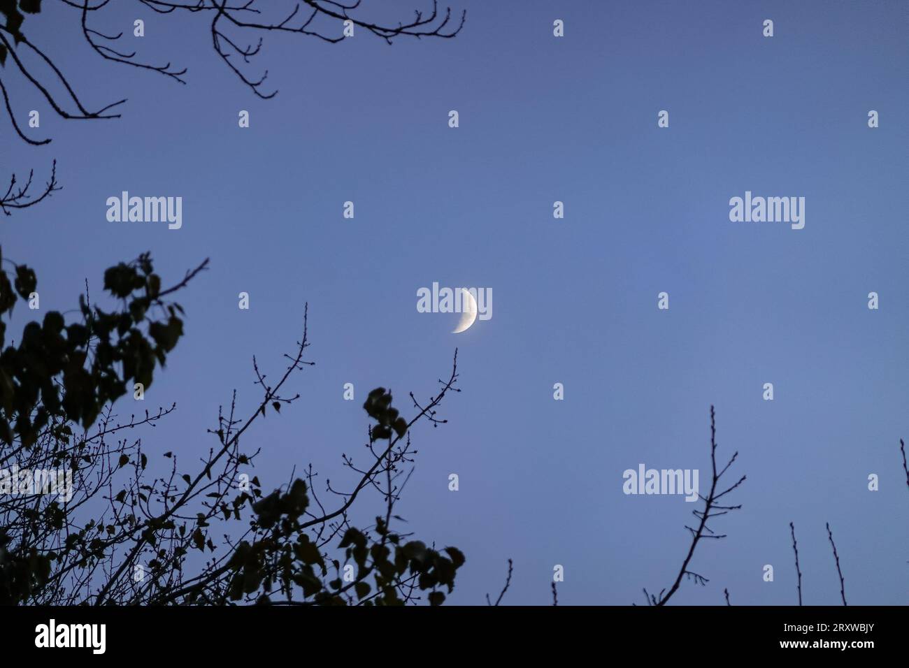 The moon shines through the branches of the trees, creating a ...