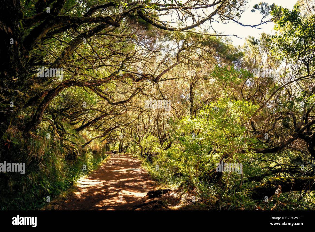 View of branches overhanging an overgrown Levada, a typical water ...