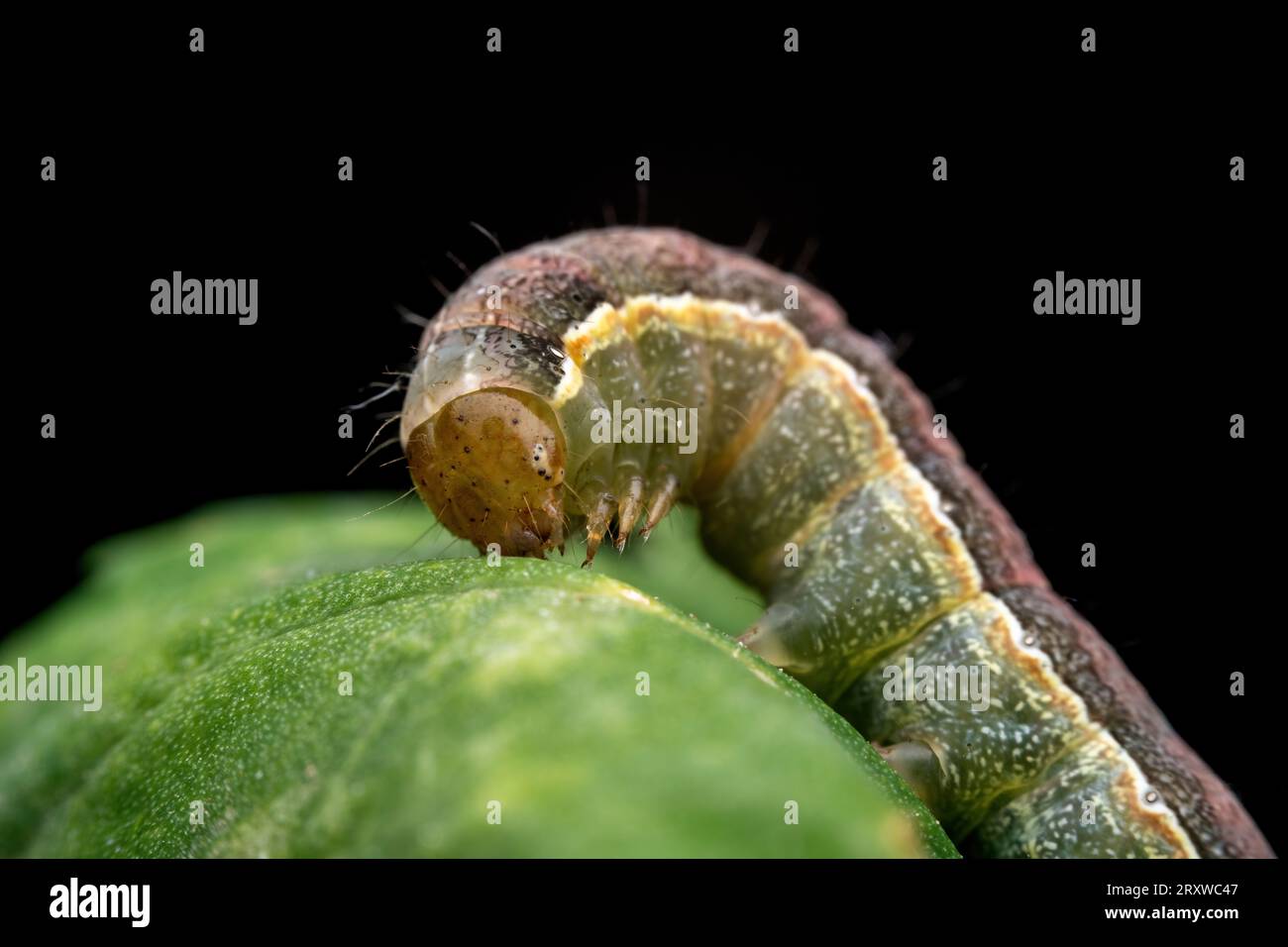 Lepidoptera larvae crawl on the leaves of wild plants for food Stock ...