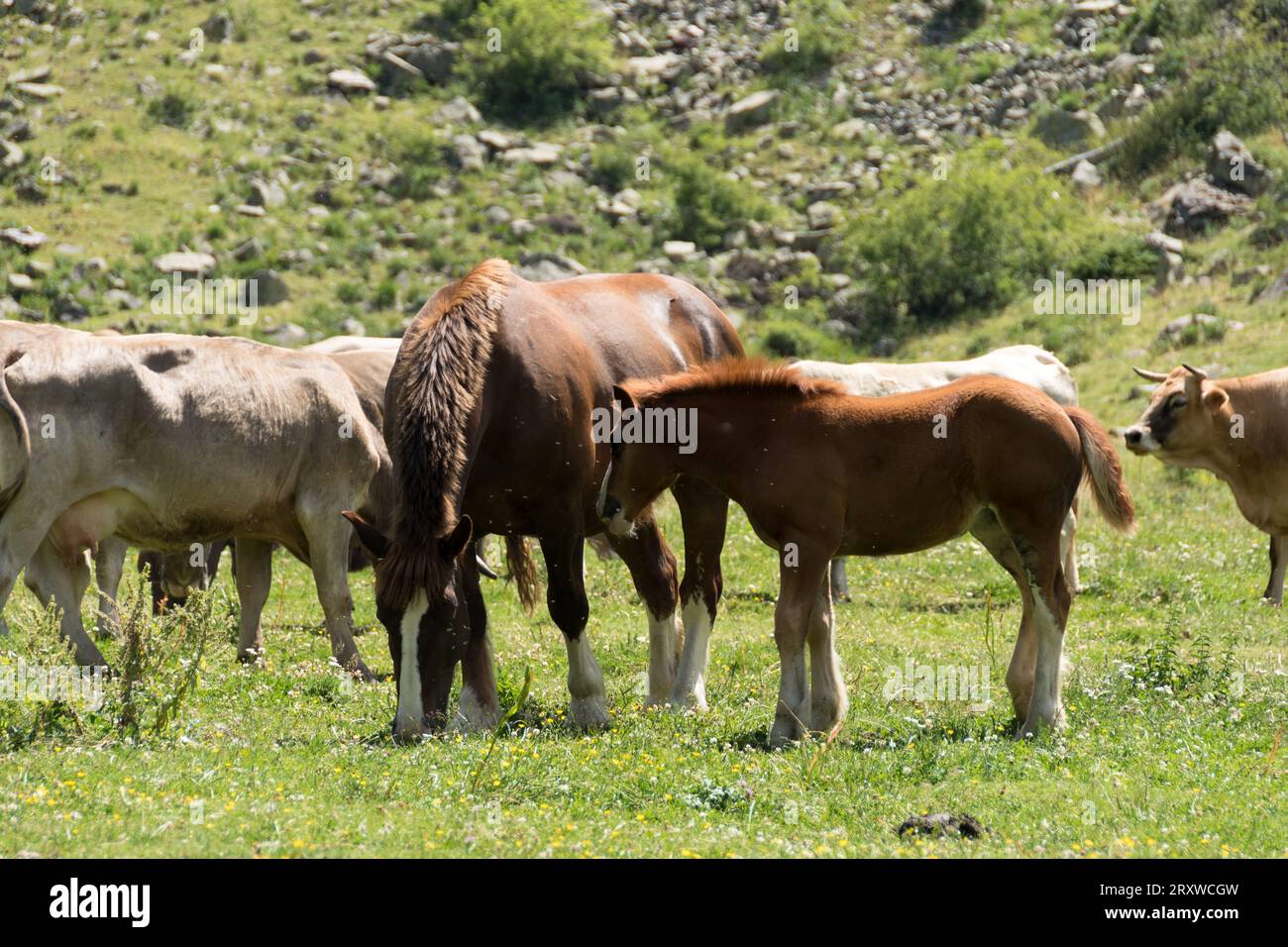 Horses in spain hi-res stock photography and images - Alamy