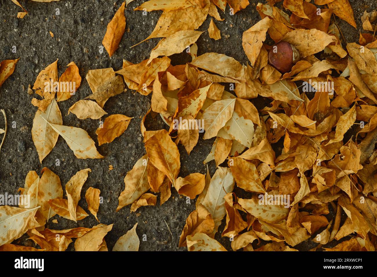 Article leaf hi-res stock photography and images - Alamy