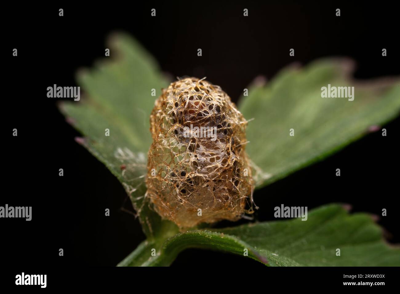 Insect cocoons on wild plant leaves Stock Photo - Alamy
