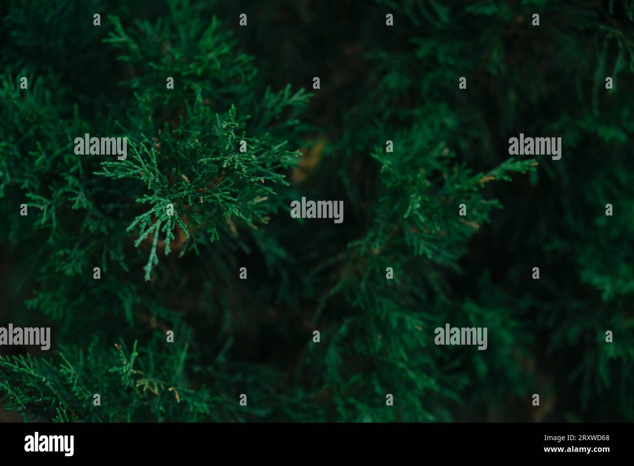 Dark green Juniper bush branches texture Stock Photo - Alamy