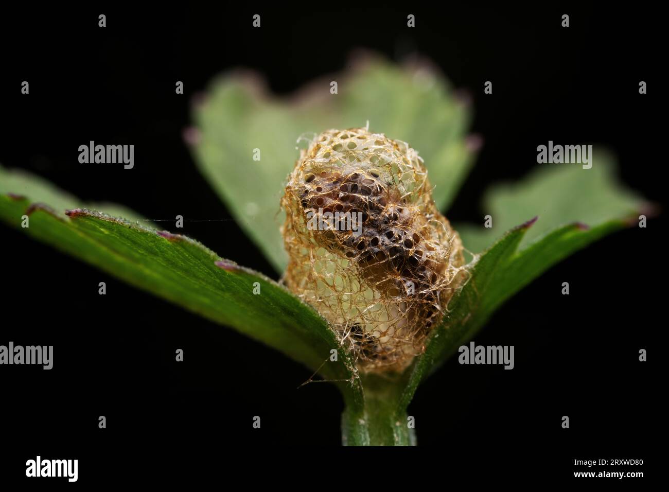 Insect cocoons on wild plant leaves Stock Photo - Alamy