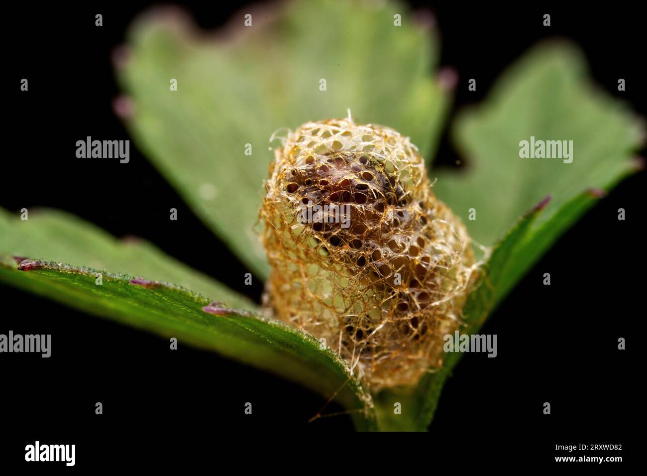 Insect cocoons on wild plant leaves Stock Photo - Alamy