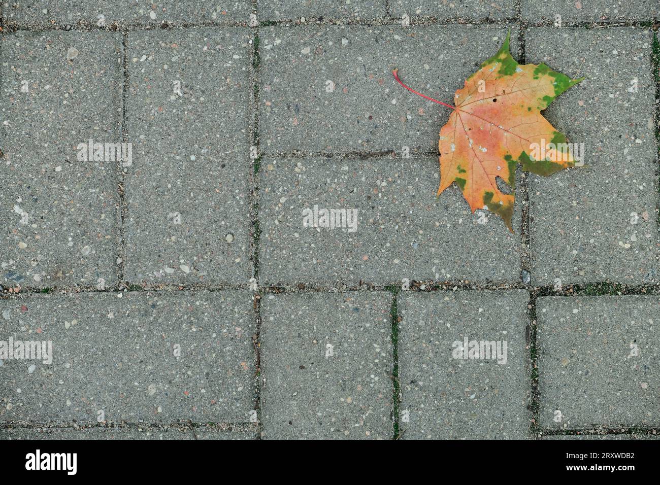 Autumn foliage background. Fallen yellow leaves on the sidewalk. Autumn ...