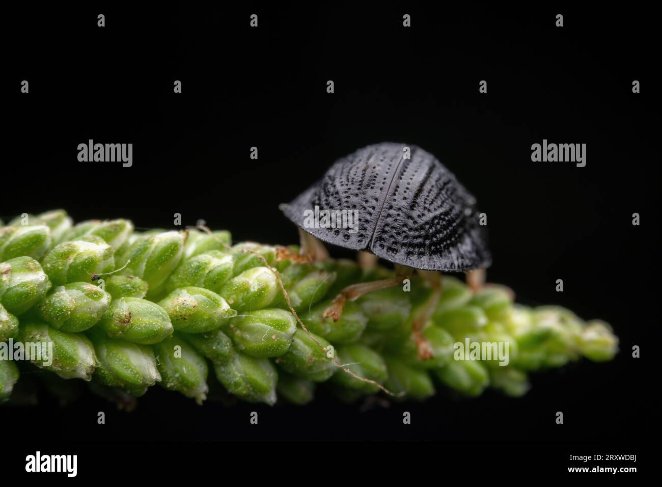 Hispidae insects inhabits the leaves of wild plants Stock Photo - Alamy