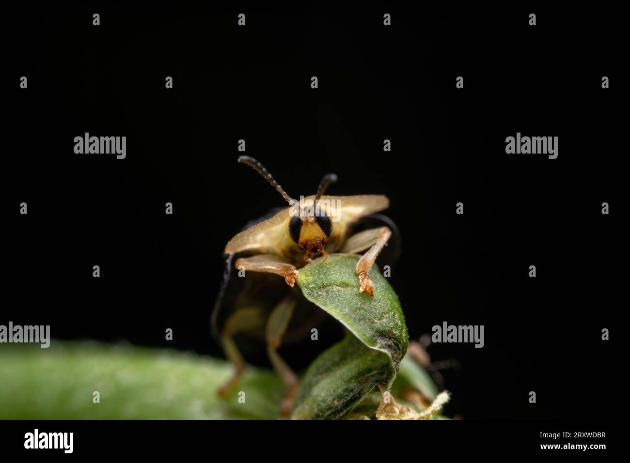 Hispidae insects inhabits the leaves of wild plants Stock Photo - Alamy