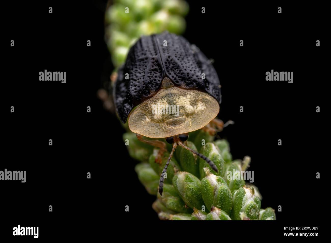 Hispidae insects inhabits the leaves of wild plants Stock Photo - Alamy