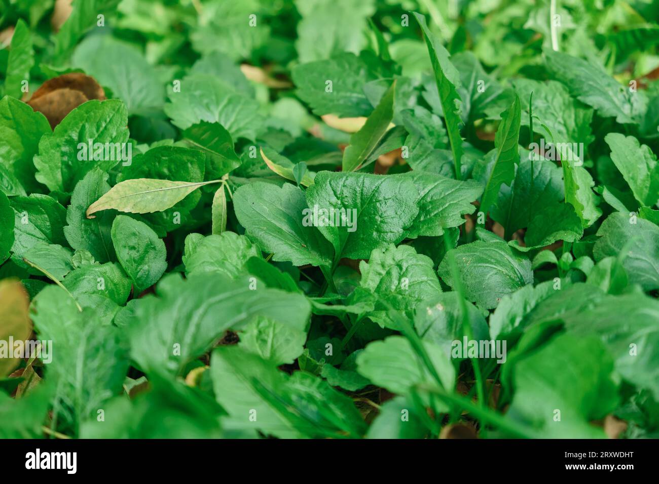 Plantago major There are parallel veins that diverge in wider leaf. The ...