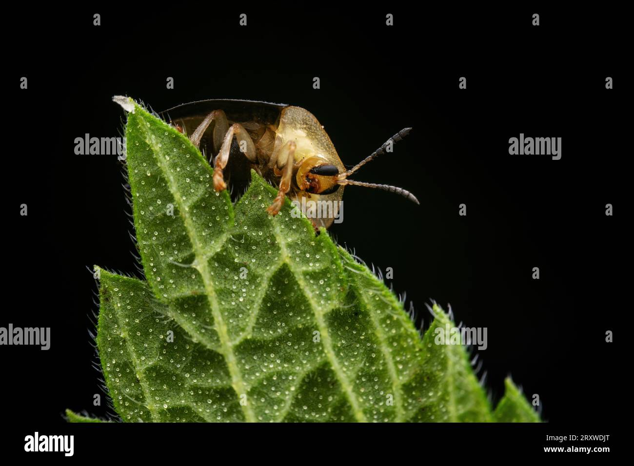 Hispidae insects inhabits the leaves of wild plants Stock Photo - Alamy
