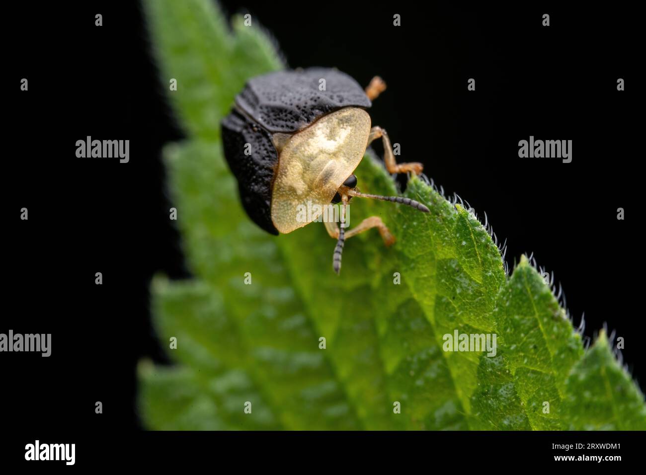 Hispidae insects inhabits the leaves of wild plants Stock Photo - Alamy