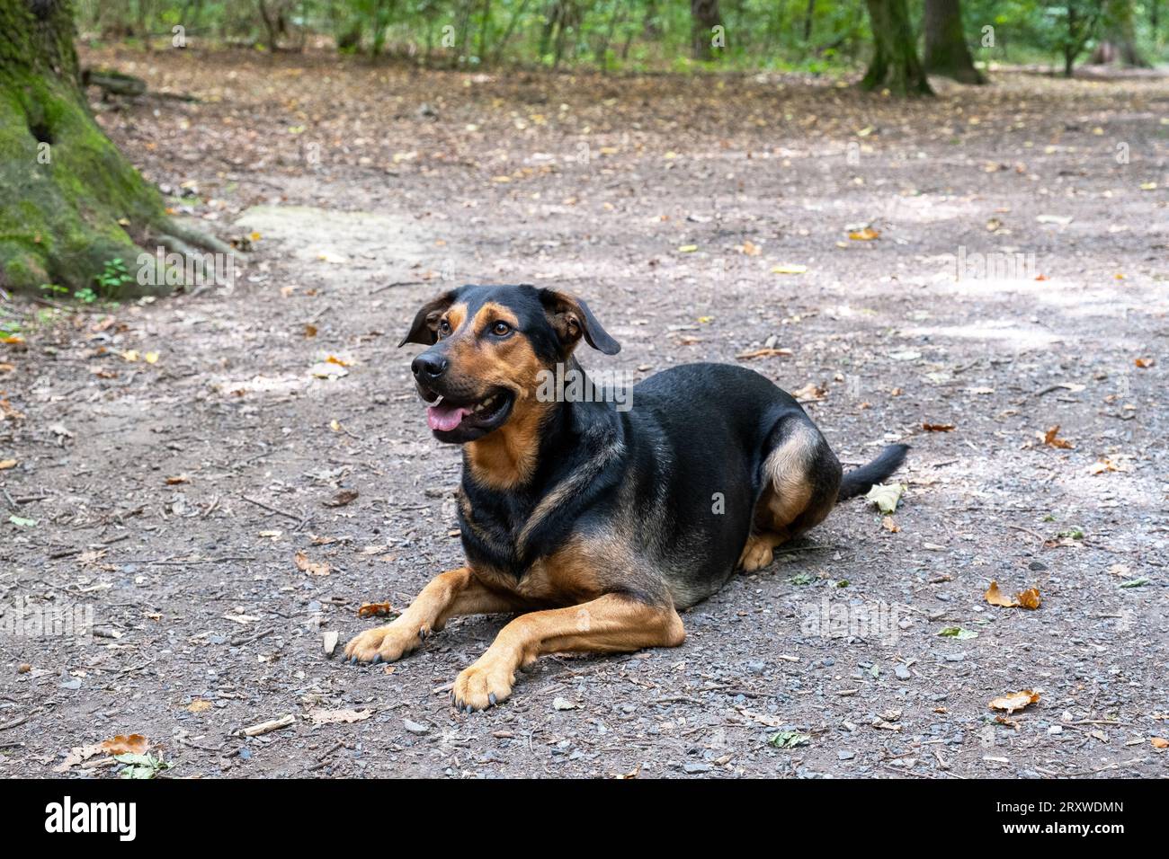 mix breed in the forest, dog lying in the forest Stock Photo - Alamy